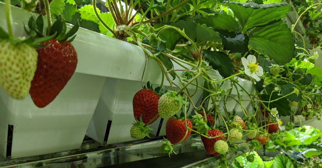 イチゴが実をつけ続けるタイムラプス｜松田祐樹＠MD-Farm