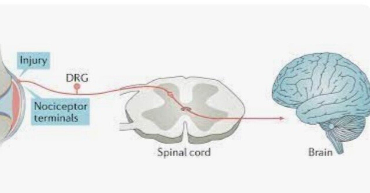 変形性関節症に対する標的治療｜Brain storm conditioning 〜 脳からコンディショニング