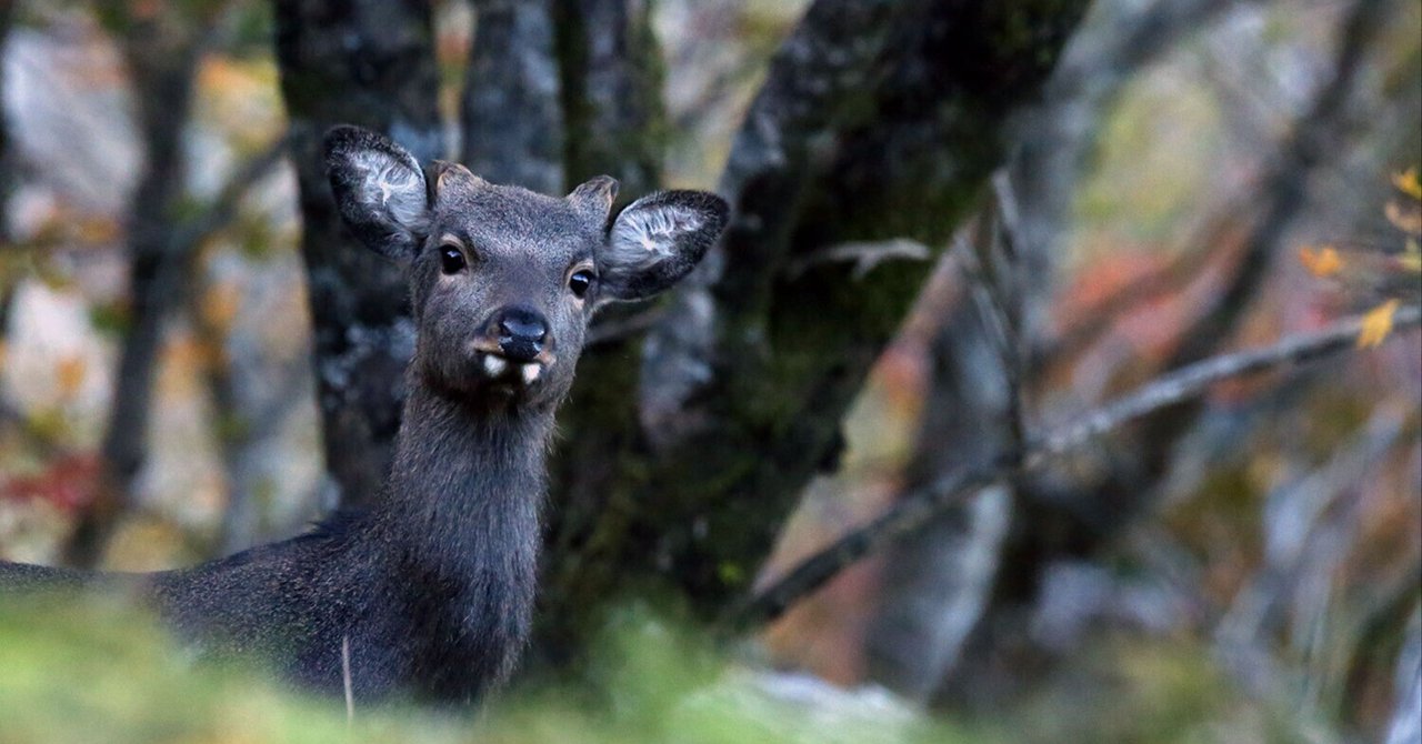 PORTAL / Shogo Nakano｜note