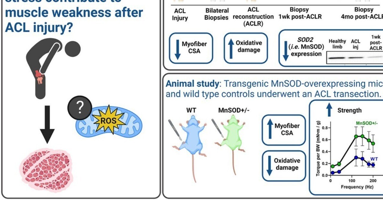 膝ACL損傷後の筋萎縮・筋力低下・酸化損傷を軽減するためのヒント｜Brain storm conditioning 〜 脳からコンディショニング