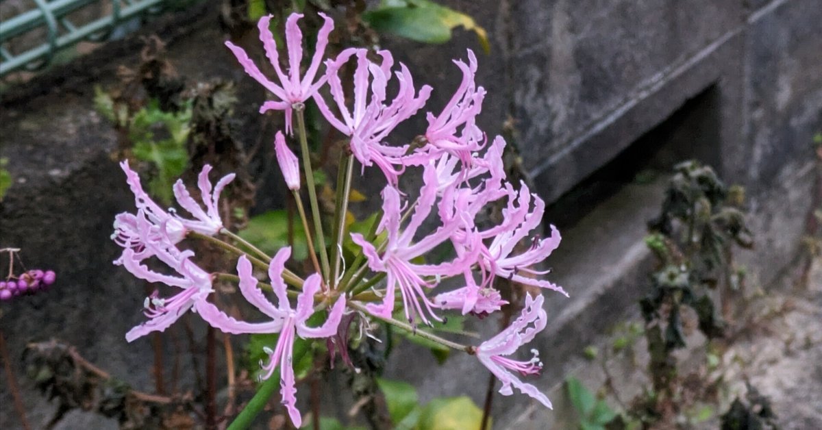 Mド調教⑧｜ichiro70