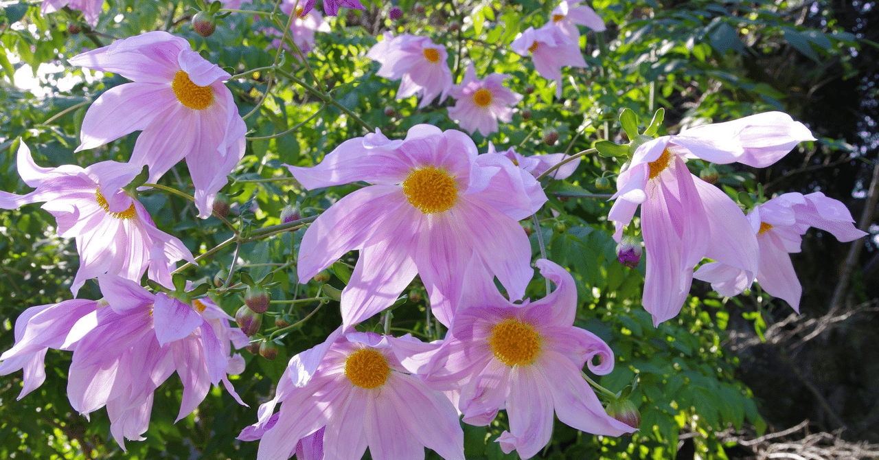 linux 技術動向 Kali Linux｜blue06_2022