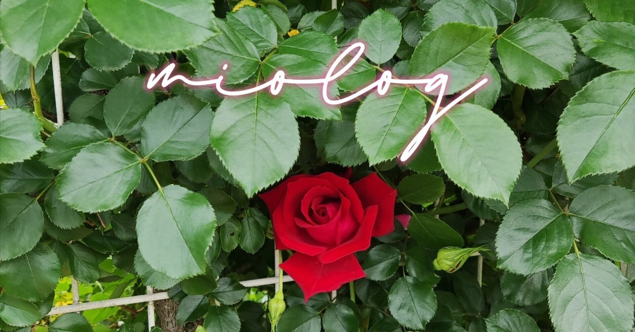 春原美桜(miosuhara)｜note