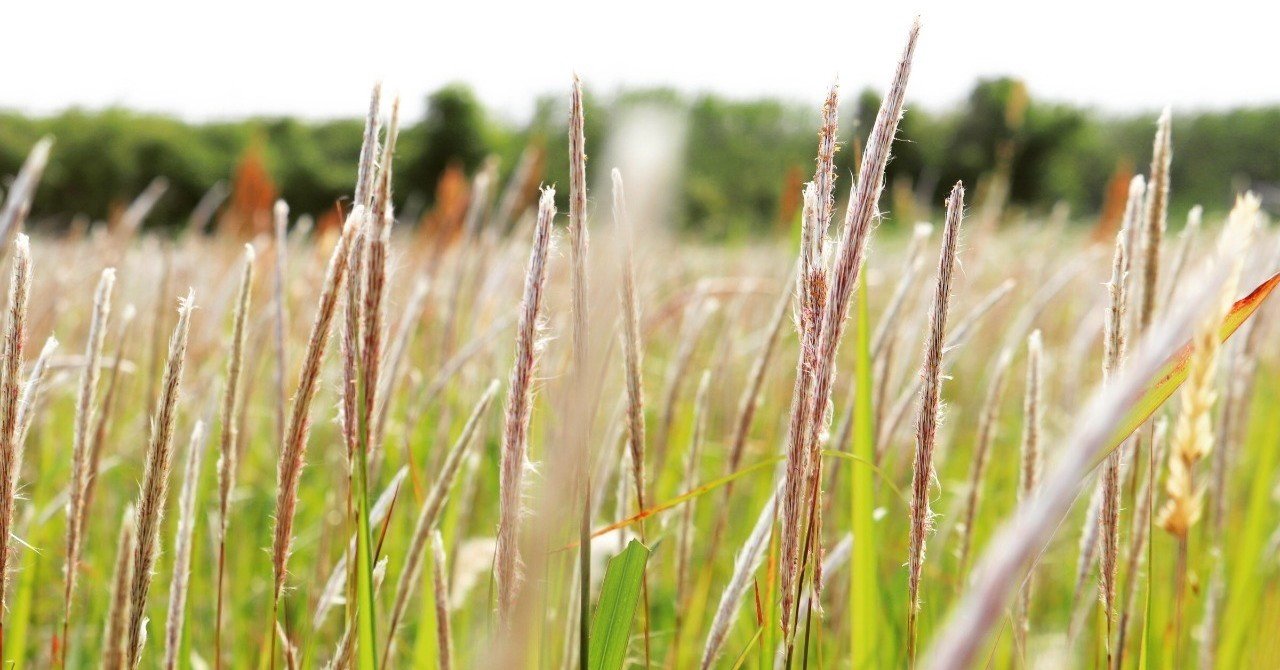完璧でないことを微笑む優しさ｜Sosyu Kikuchi｜note