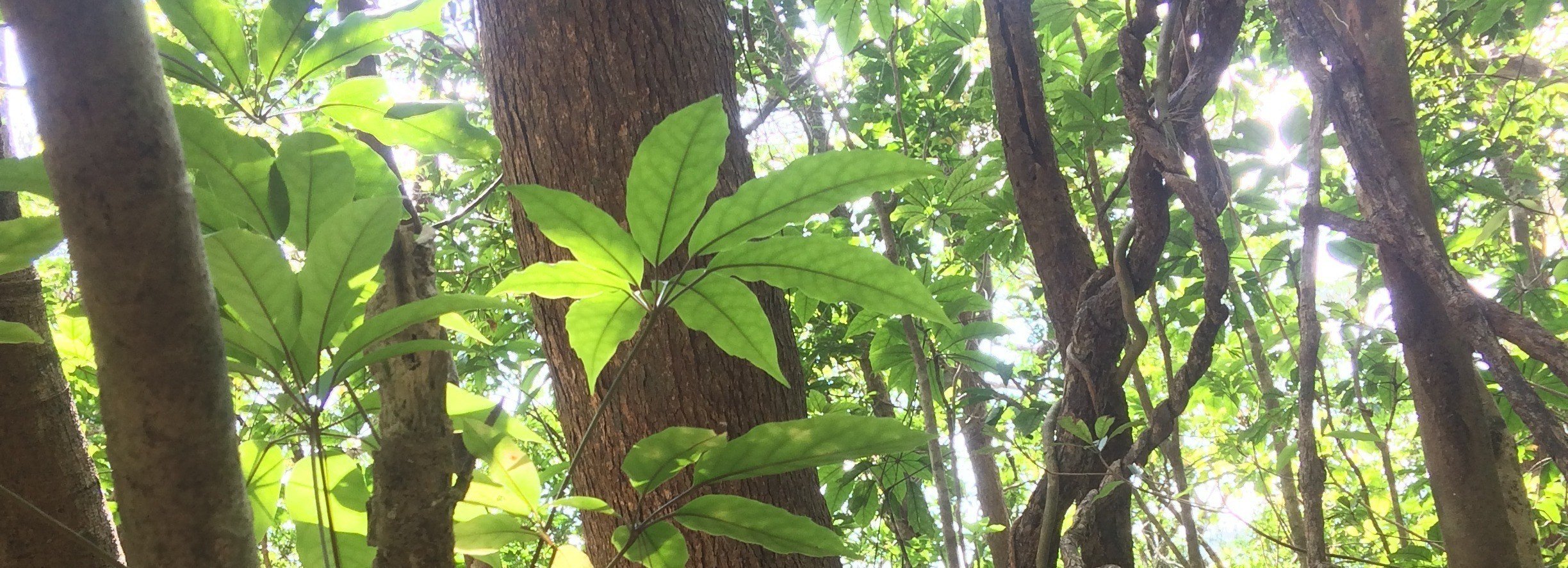 ハシケン/ Hasiken｜note