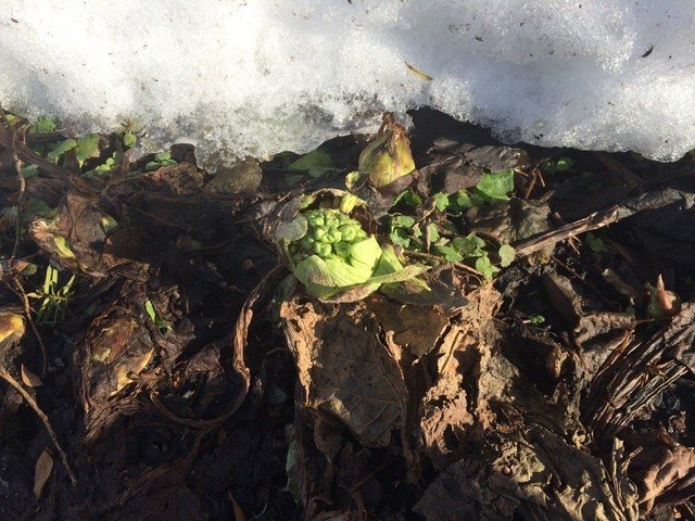 kawaii, ringo プロジェクトの記事一覧｜note（ノート）