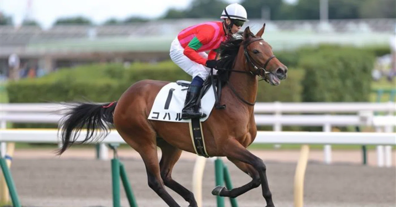 1/1 名古屋2-12R【完璧予想】｜もか競馬