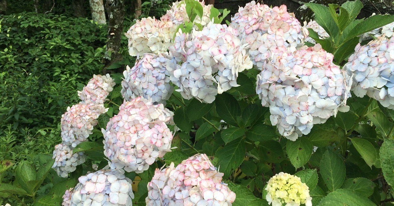 紫陽花は白めが良い・座禅の日｜春来 | haruki