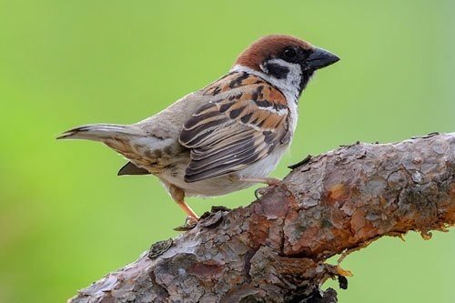 第343回 留鳥って？｜翆野 大地