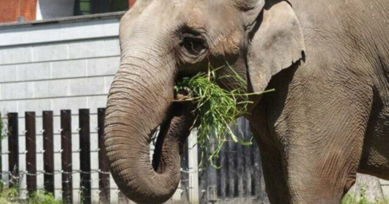 ゆるゆる日記7 恐るべし、ゾウさん。。（2022/5/15）｜動物園情報サイトzoo-palette（note版）