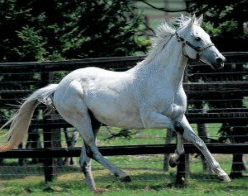 #101回_【馬券に絡みやすい血統の組み合わせ】 Мタイプの馬 両親共に【スピード系統】 の馬 Cタイプの馬 父親が【パワー系統】で 母親が ...