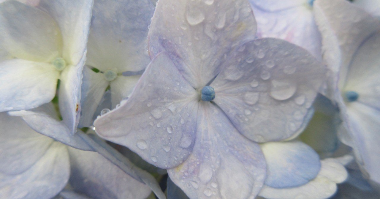 紫陽花の季節｜銀琥