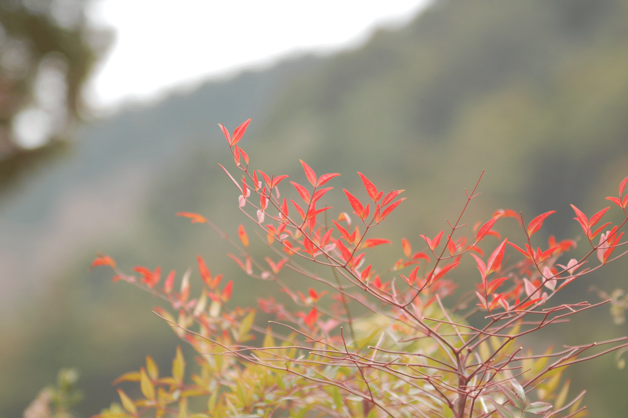 2024年の大石絢子｜Ayako Oishi 山暮らしフリーデザイナー
