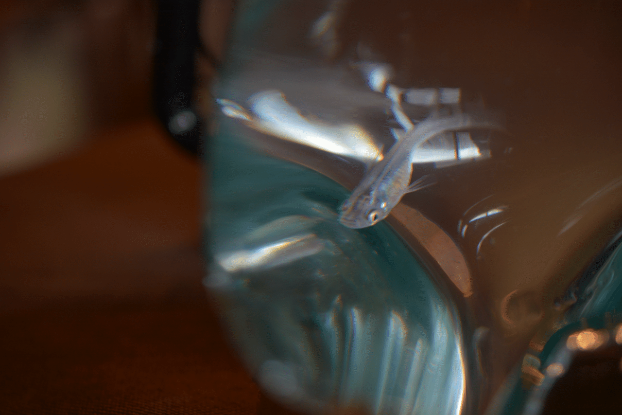 2024年の大石絢子｜Ayako Oishi 山暮らしフリーデザイナー