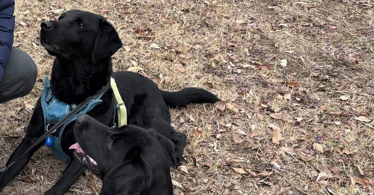 ユメカ（Yumeka.yy）｜note