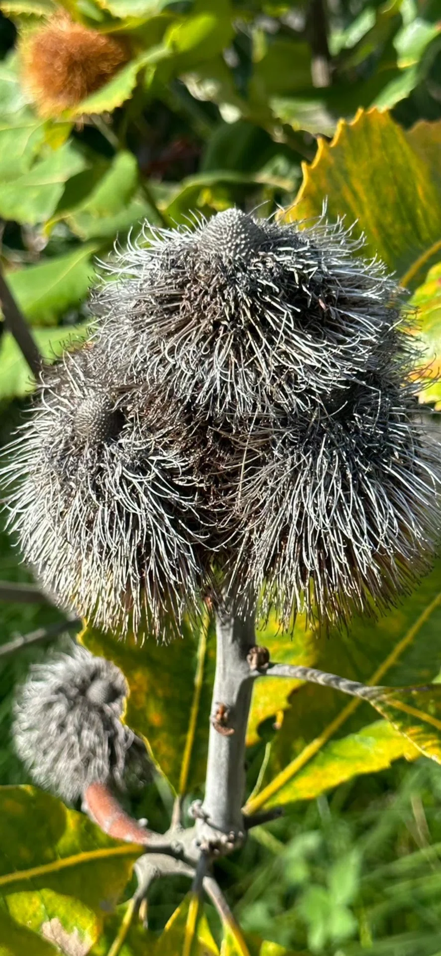 BANKSIA ROBUR｜EGGSEED
