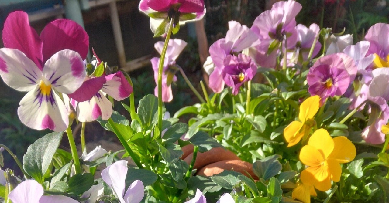 あかね空の散歩道｜yas｜note