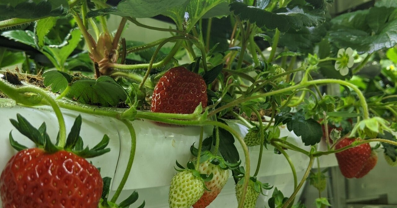 イチゴの植物工場を開発する企業｜松田祐樹＠MD-Farm