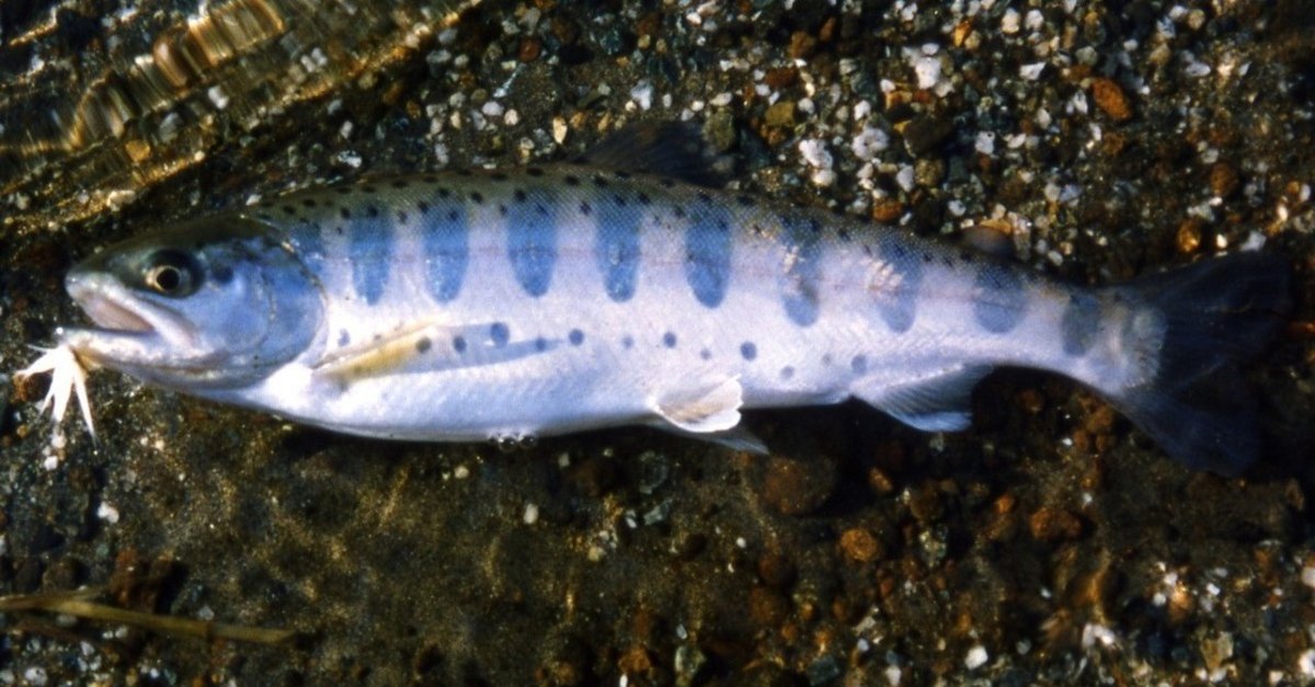 フライフィッシング入門・目次｜佐久間 功