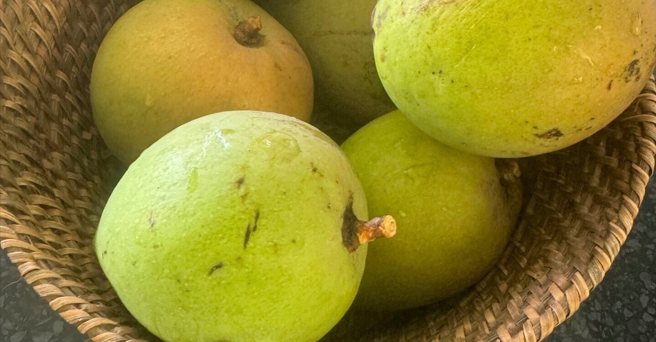 マンゴーの収穫｜Muff Hiro