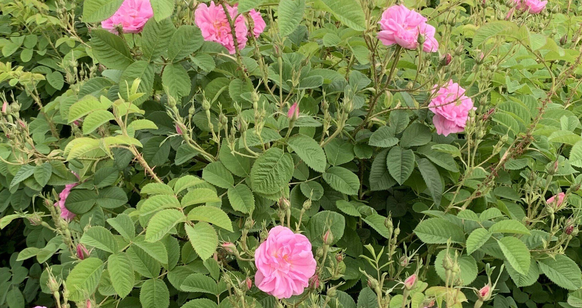 rozova_dolina｜note