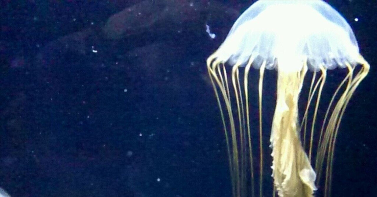 2024-01-09 海月｜Akihiko YAMAZAWA