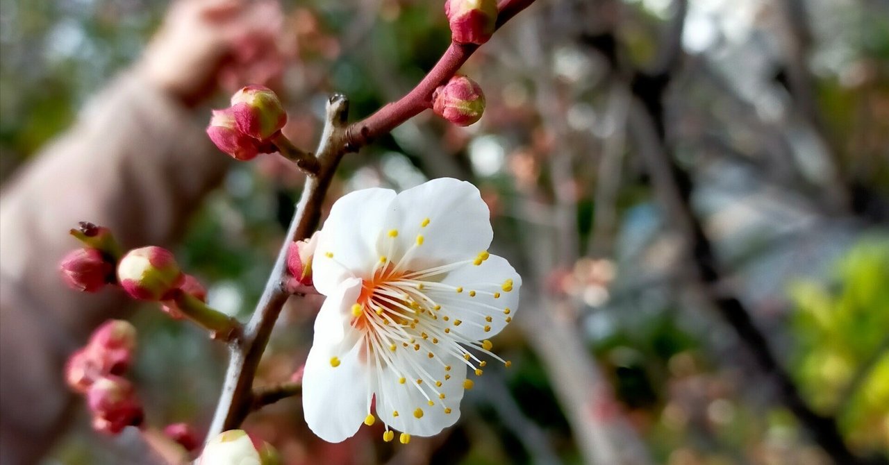 え？！咲いてる｜mao_asobi