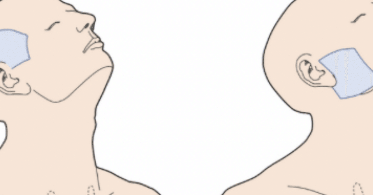 側頭筋と咬筋｜muscle poetry