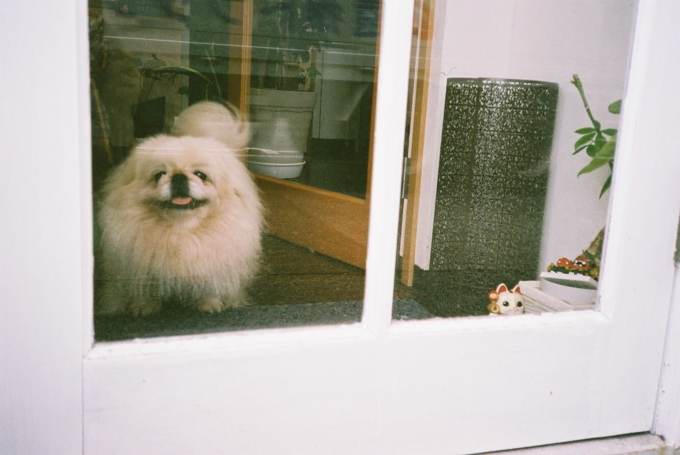 dog cafe moi moi｜note