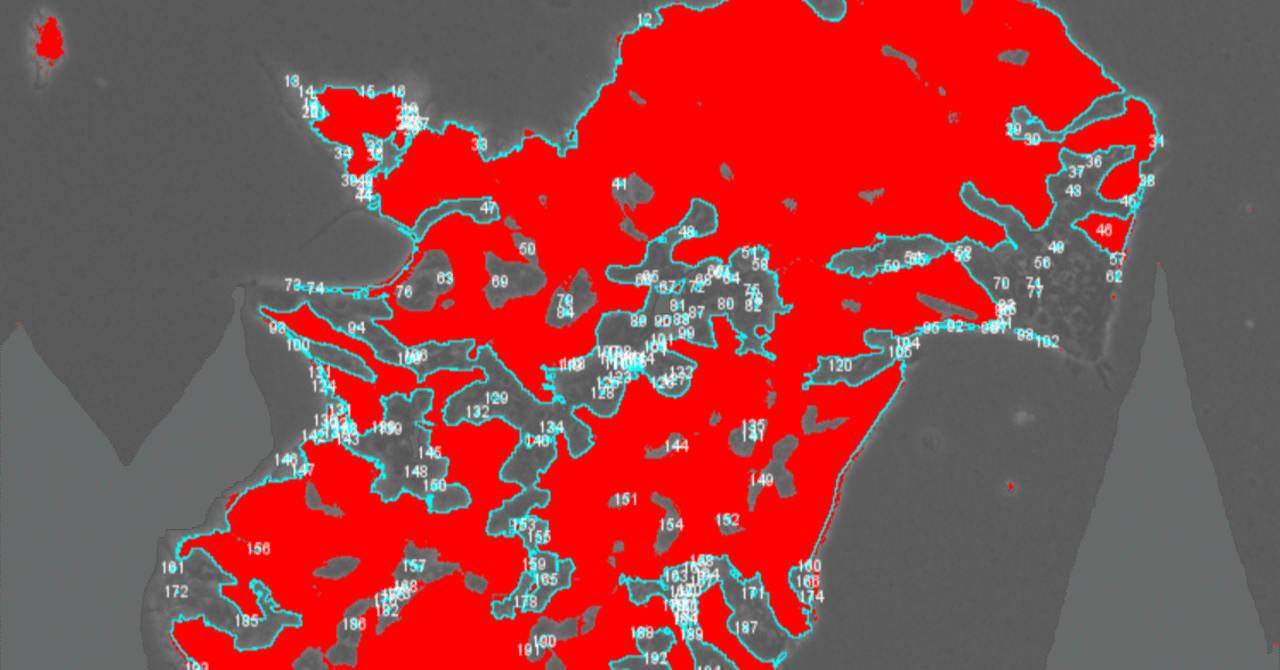 【imageJ】指定範囲内の蛍光面積を測定したい｜ぶるーく
