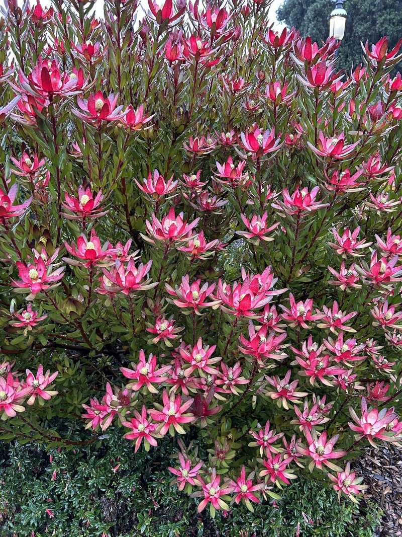 サンフランシスコ旅行記2 街歩き。フェリービルディングやPier 39など、海沿いを中心に散策。｜YASUHIRO SAN