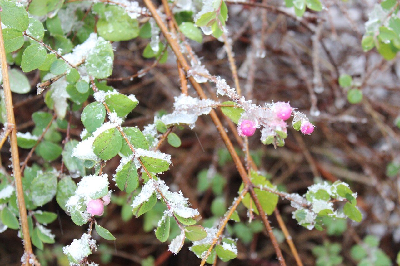 ここ最近朝3時くらいに目覚めて、なんで眠れないんだろう、空腹なのかな、と思ったけど、セーターを一枚多くきたら快眠できた。そうだ最近寒いんだ。こっちは-10度とかになる。簡単な理由でよかった。｜mado