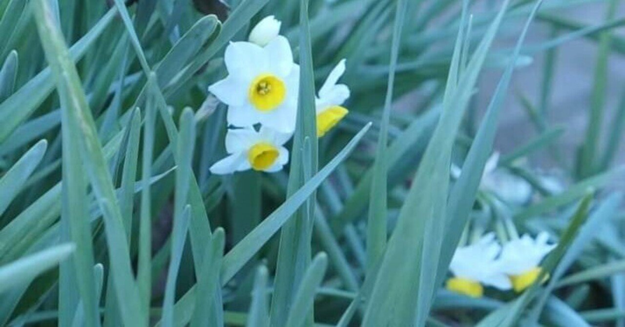 毛呂山町立図書館薔薇ボランティアブーケ︰「日本水仙」｜続気楽な散歩。(散歩と呼んで下さい)