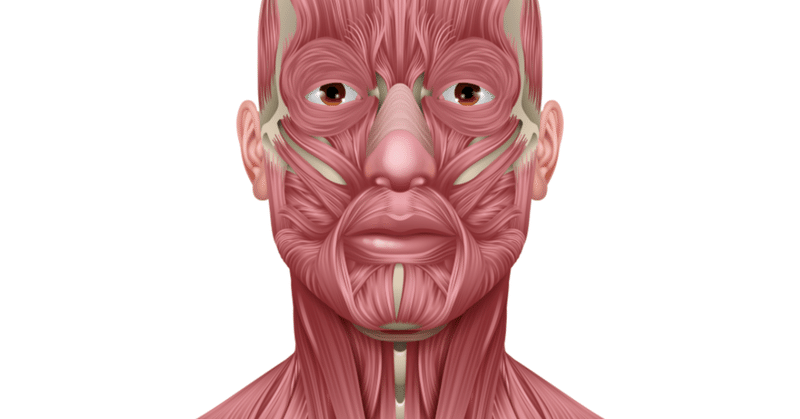 外側翼突筋 内側翼突筋｜muscle poetry