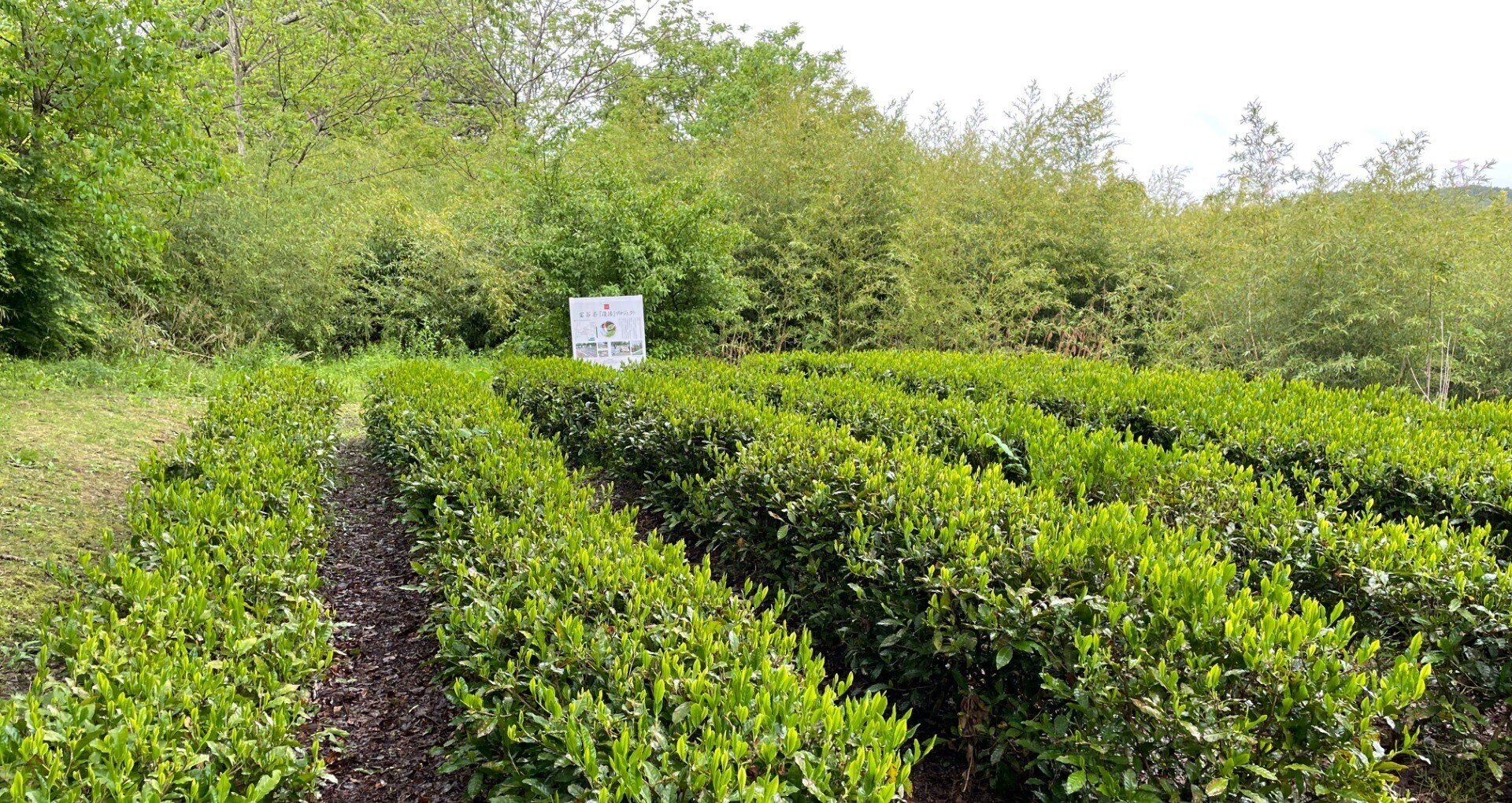 kazu-tomiyacha｜note