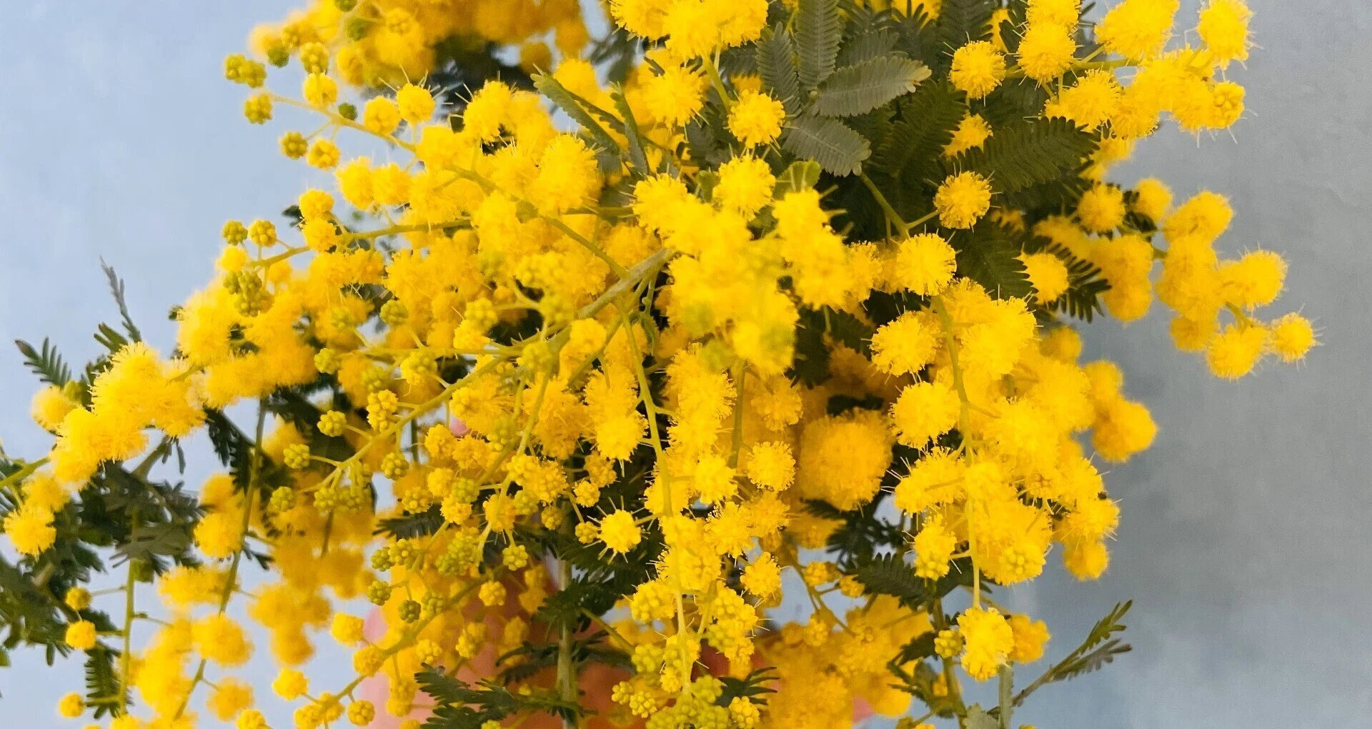 Mimosa｜note