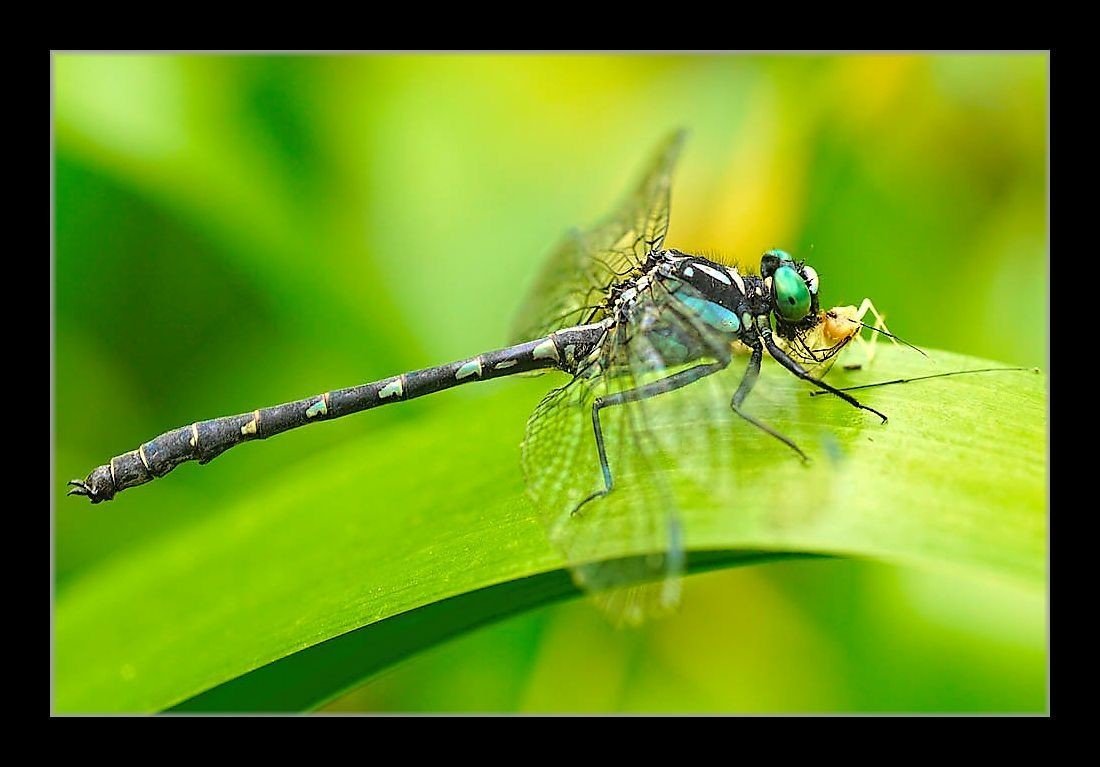 お食事中｜isyota