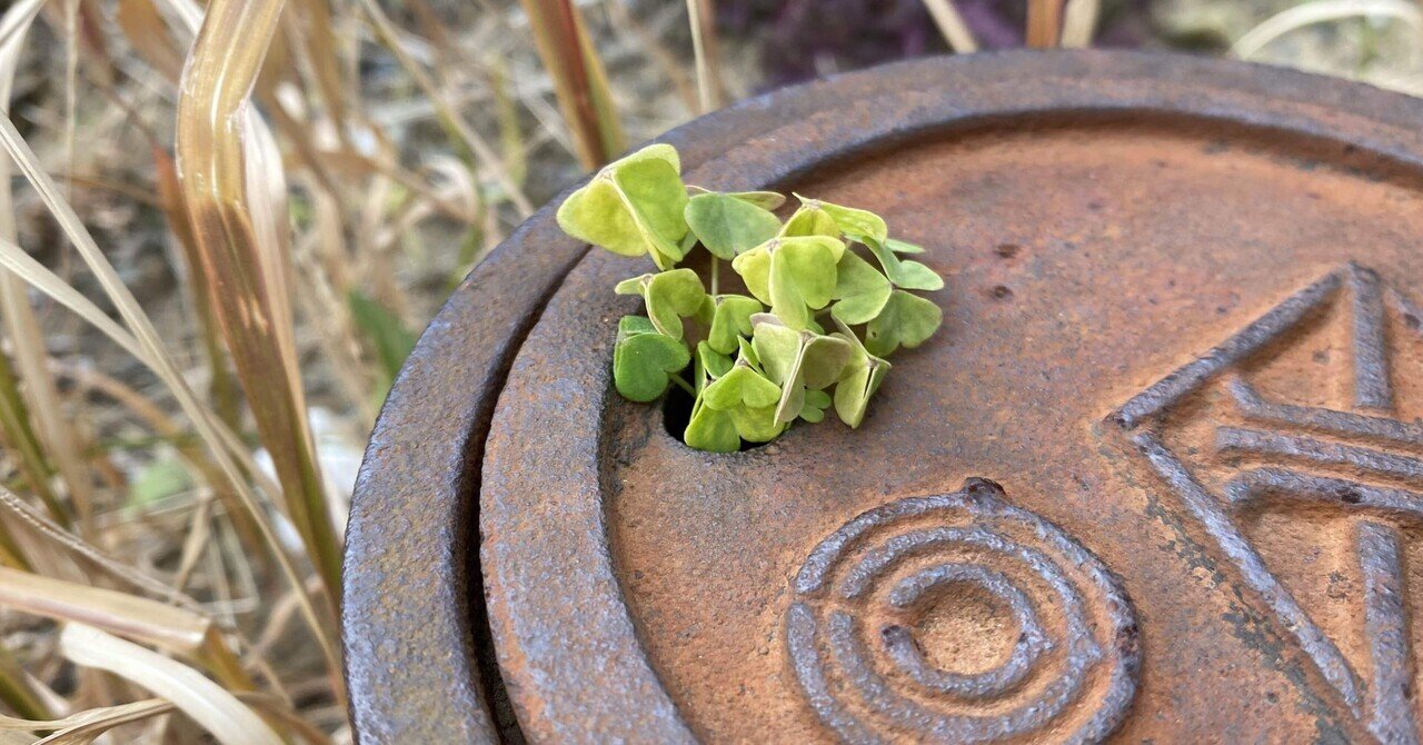 隙間に映える植物｜之哲／Yuki Satoru