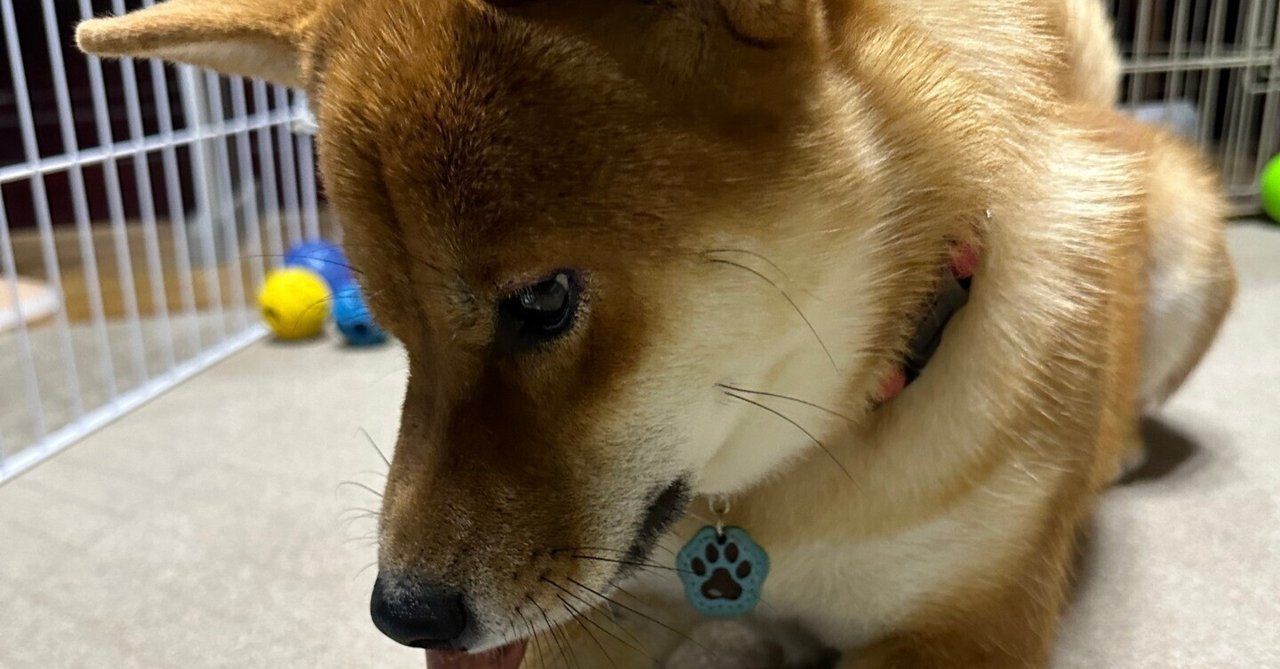 こなつチャンネル(56)スティックのオモチャ｜NicePapa 平野 尚志