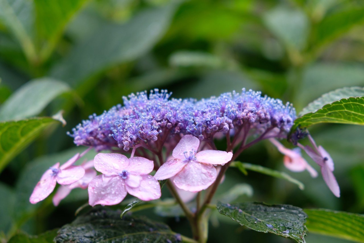 しずく、よそおう、雨の花（2019.06.24）｜佐々木蒼馬-aoma‐