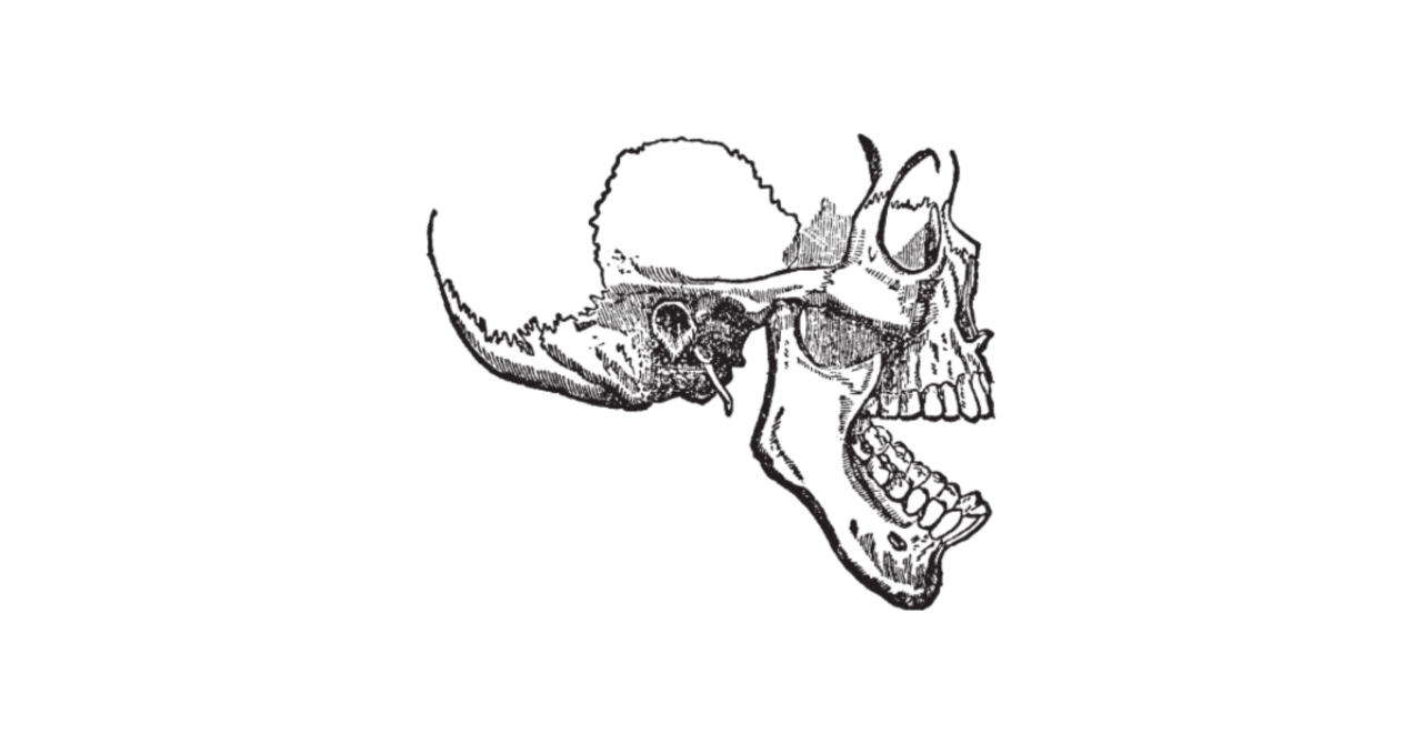 舌骨上筋群①｜muscle poetry