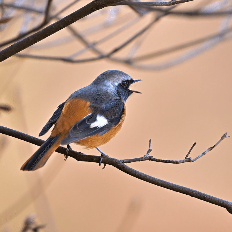 500mm単焦点レンズとNikon Z9で撮る理由｜Alice_photolog