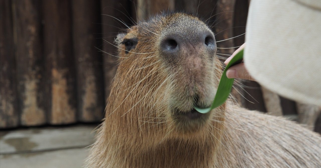 カピバラ図鑑 Capybara｜M_ayumi