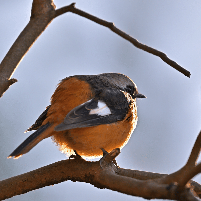 500mm単焦点レンズとNikon Z9で撮る理由｜Alice_photolog