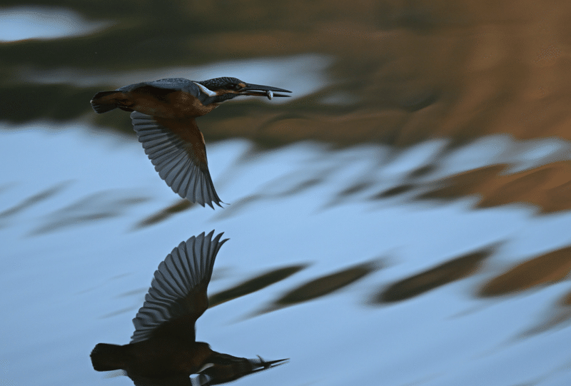 500mm単焦点レンズとNikon Z9で撮る理由｜Alice_photolog