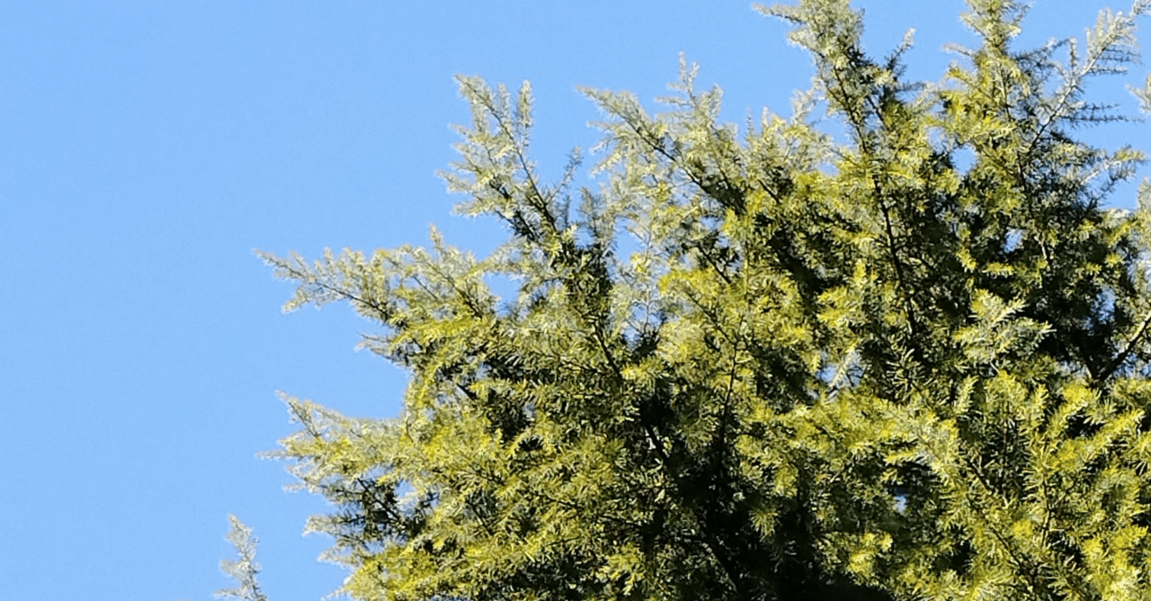 Tシャツ全滅｜雀ゴロNOB氏のJUNK STORY