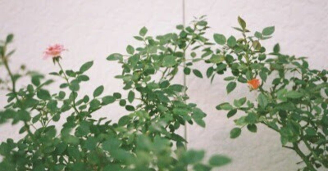 はじめましてnote。｜Rita