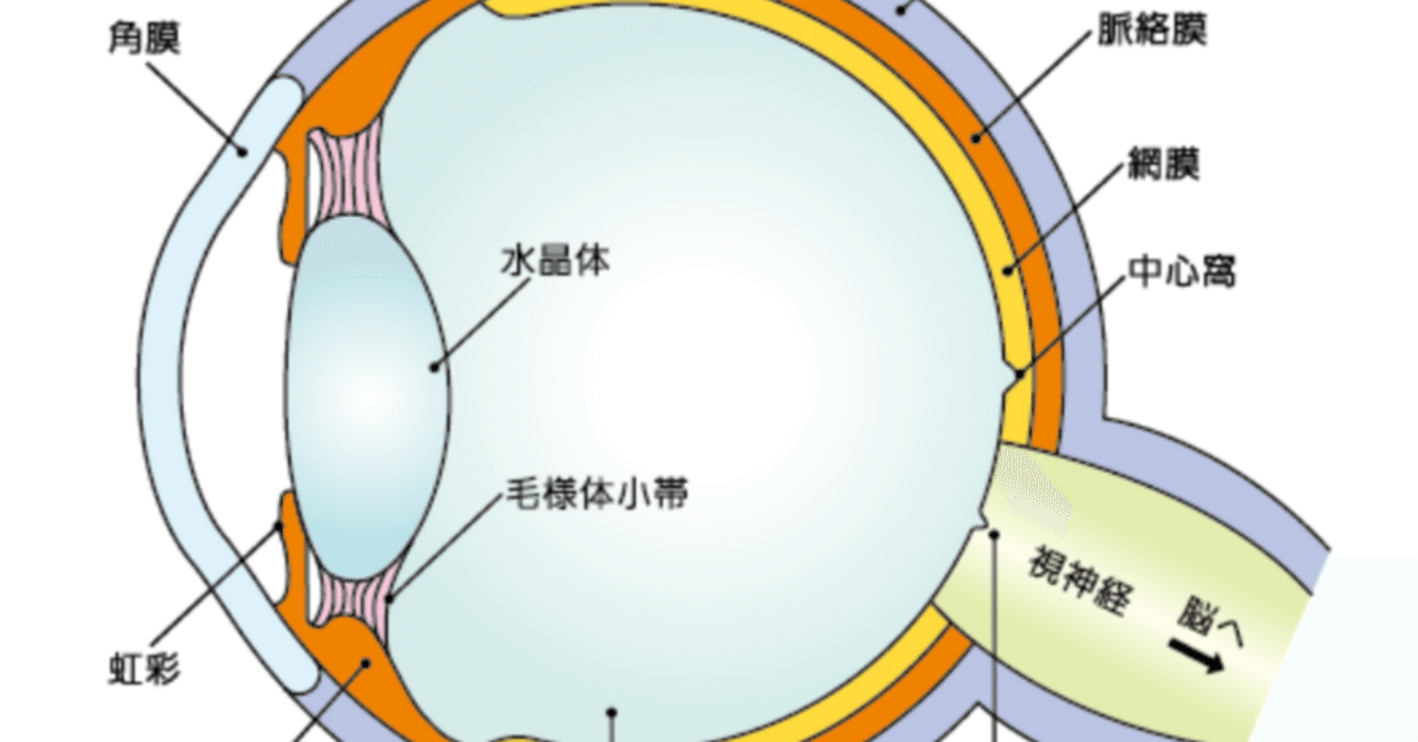 視覚を考える その2 フレスコシートの視覚効果｜HOKUSHIN