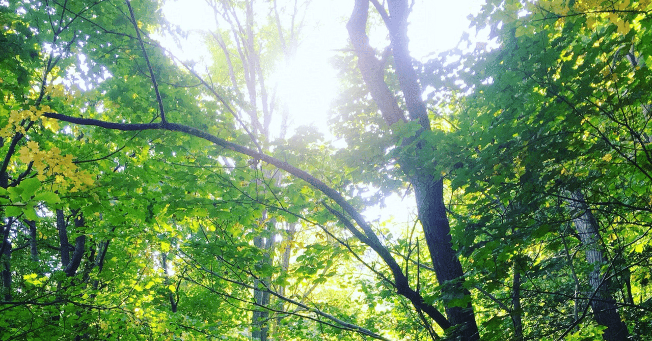 体デトックス｜mary_chiro_2004