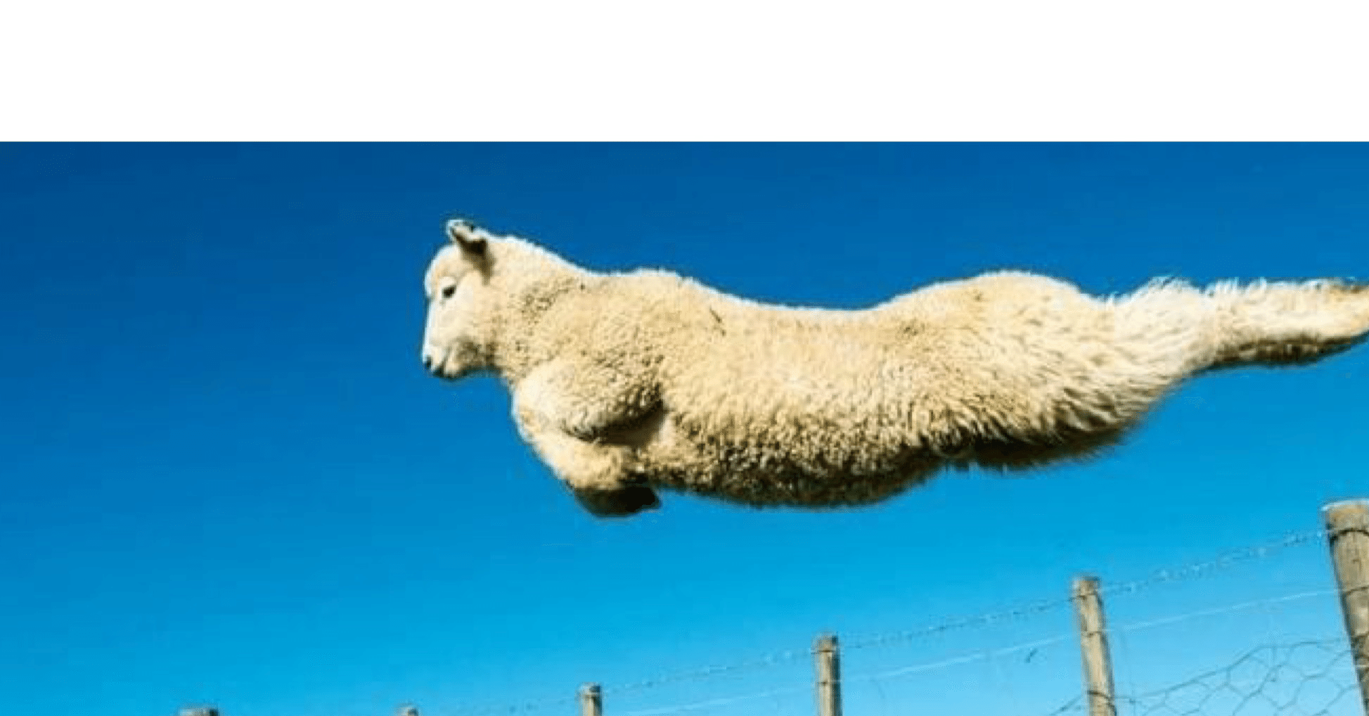 TukiTuki_kiwi｜note